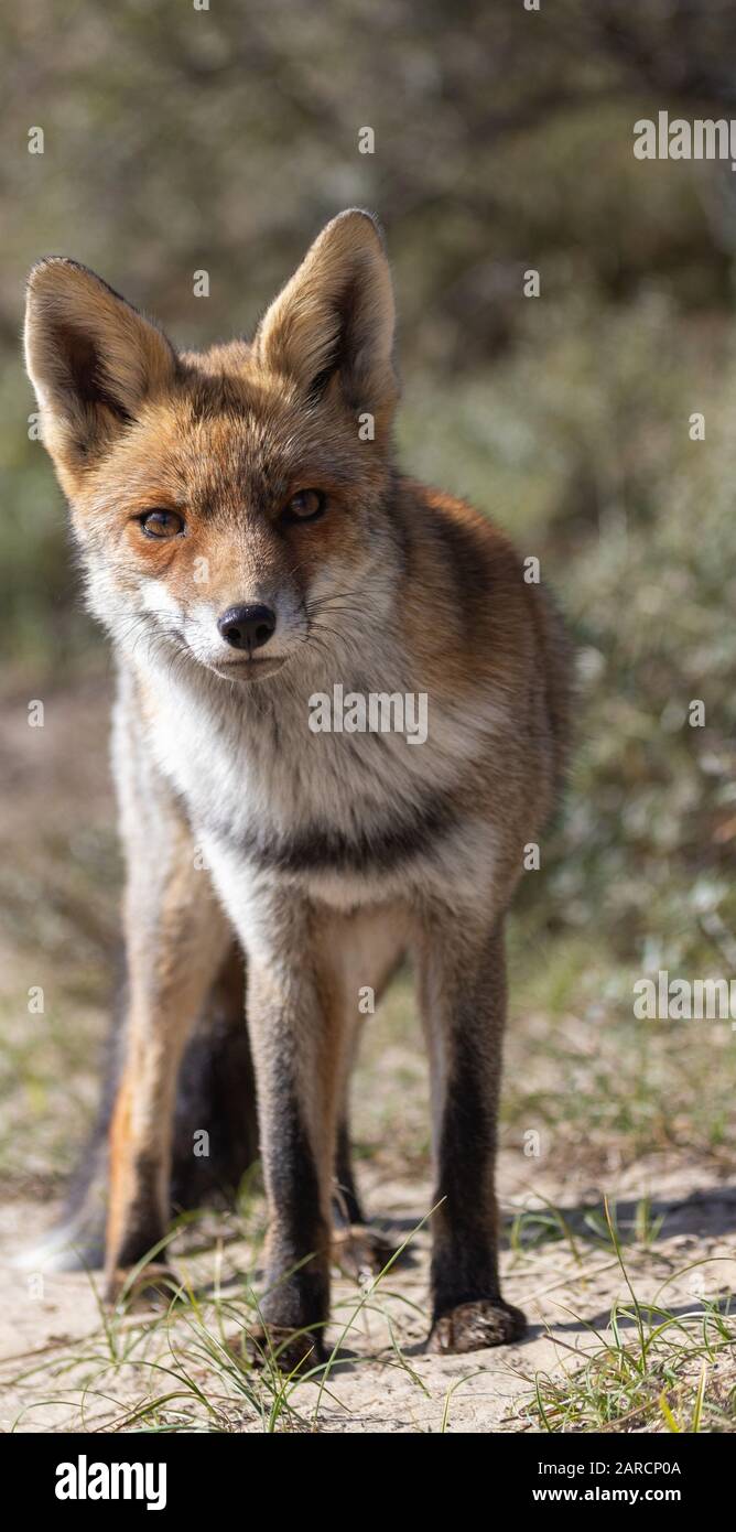 Fox in the dunes of the Amsterdam water supply Area - Vos in de ...