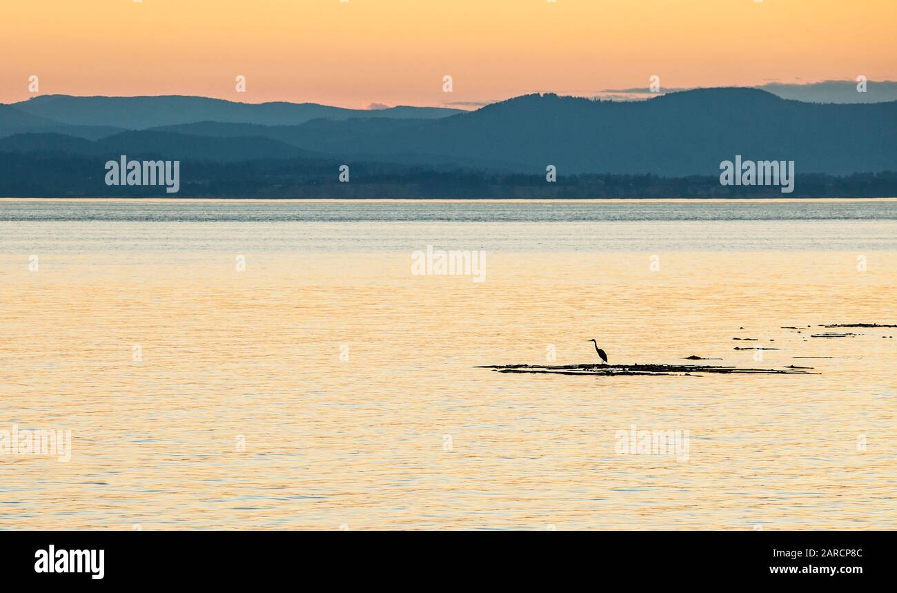 A Great Blue Heron on a kelp bed in Haro Strait off County Park, San ...