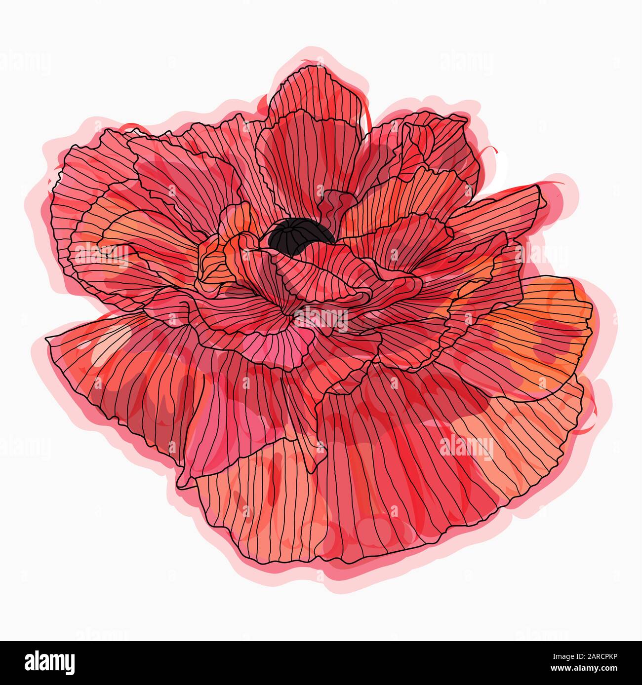 Ink, pencil, watercolor poppy flower sketch. Hand drawn nature painting ...