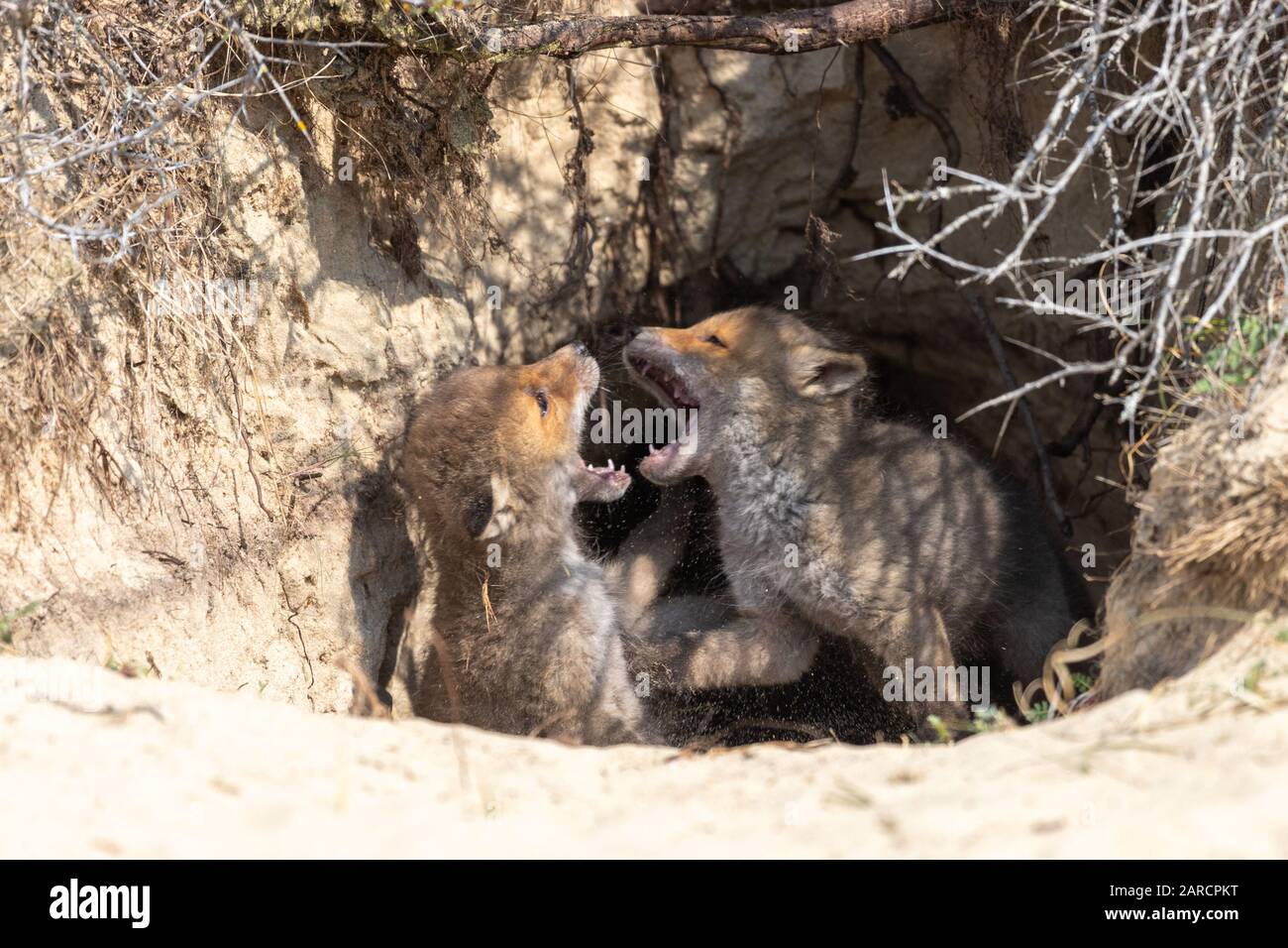 Young fox in the dunes of the Amsterdam water supply Area - Jonge vos ...