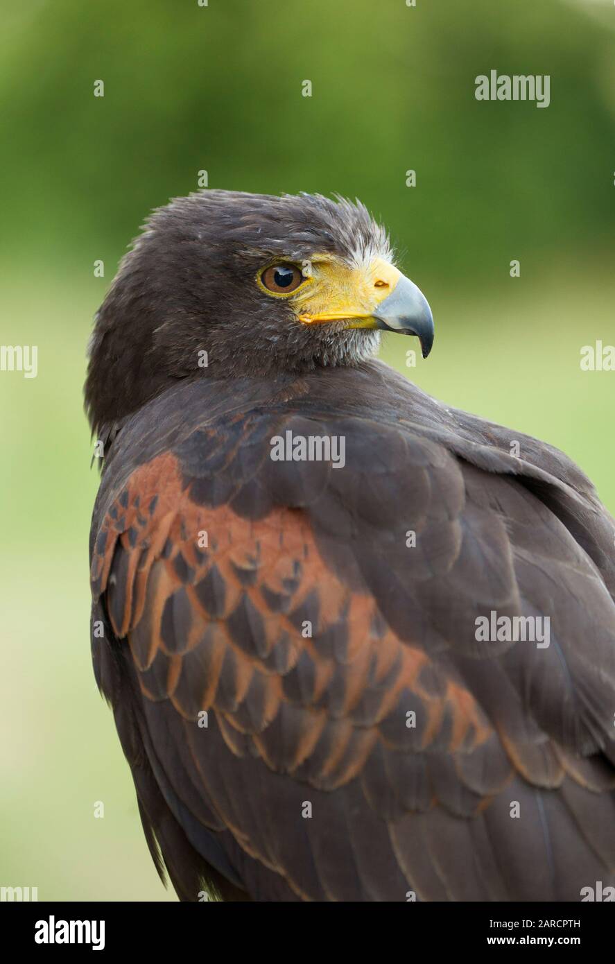 Harris Hawk, Parabuteo unicinctus, portrait of single adult. Captive ...