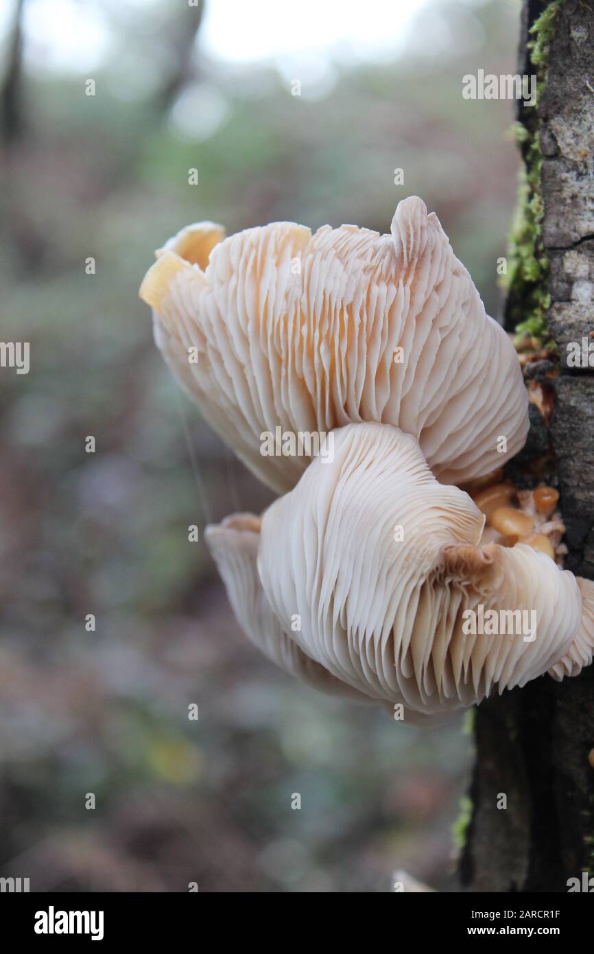 Pearl oyster mushroom hi-res stock photography and images - Alamy