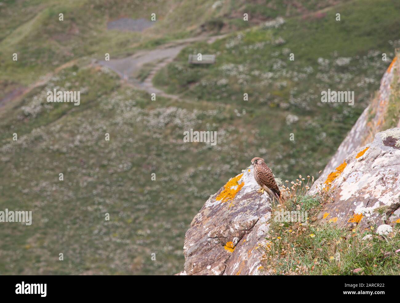 Common mullion hi-res stock photography and images - Alamy