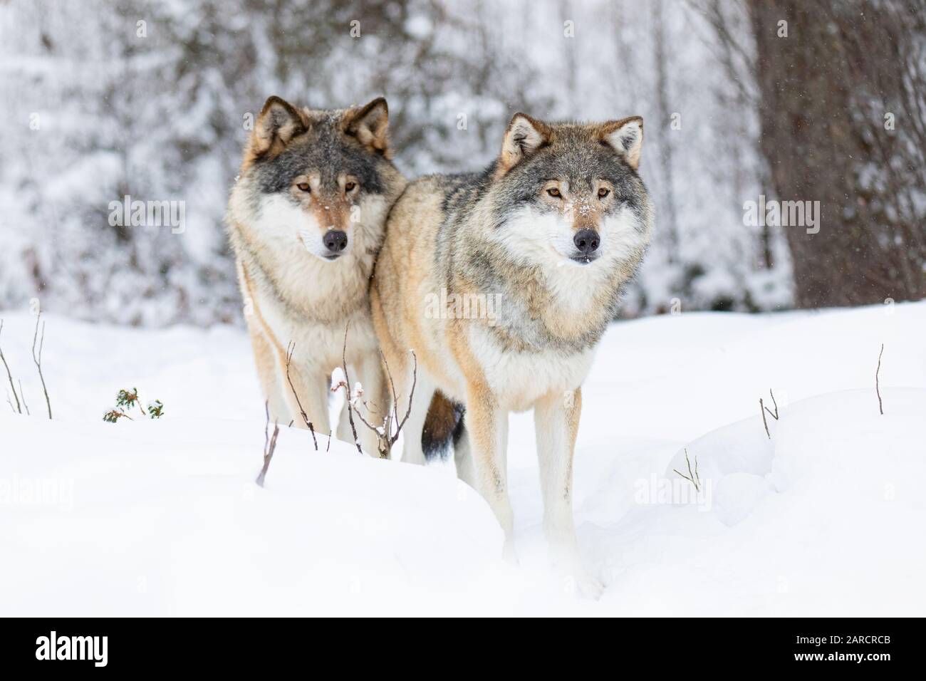 Two beautiful wolves in cold winter landscape Stock Photo - Alamy