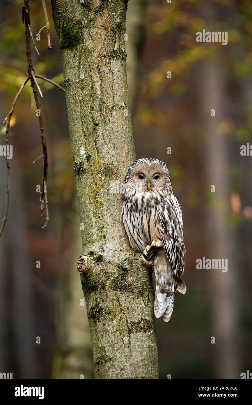 Vertical composition of wild ural owl in woodland with copy space Stock ...