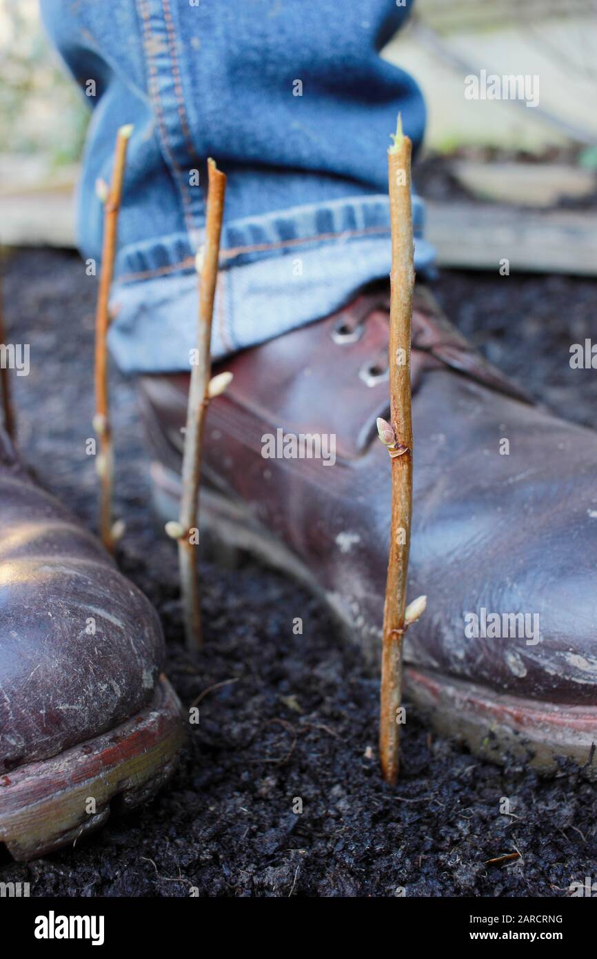 Trench feet hi-res stock photography and images - Alamy