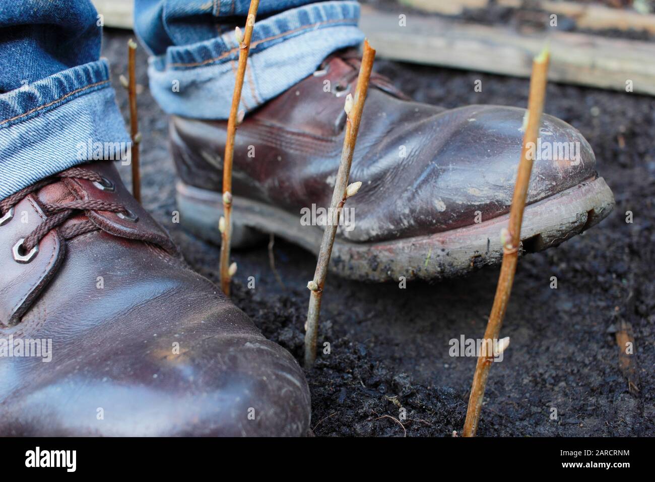 Hardwood cutting soil hi-res stock photography and images - Alamy