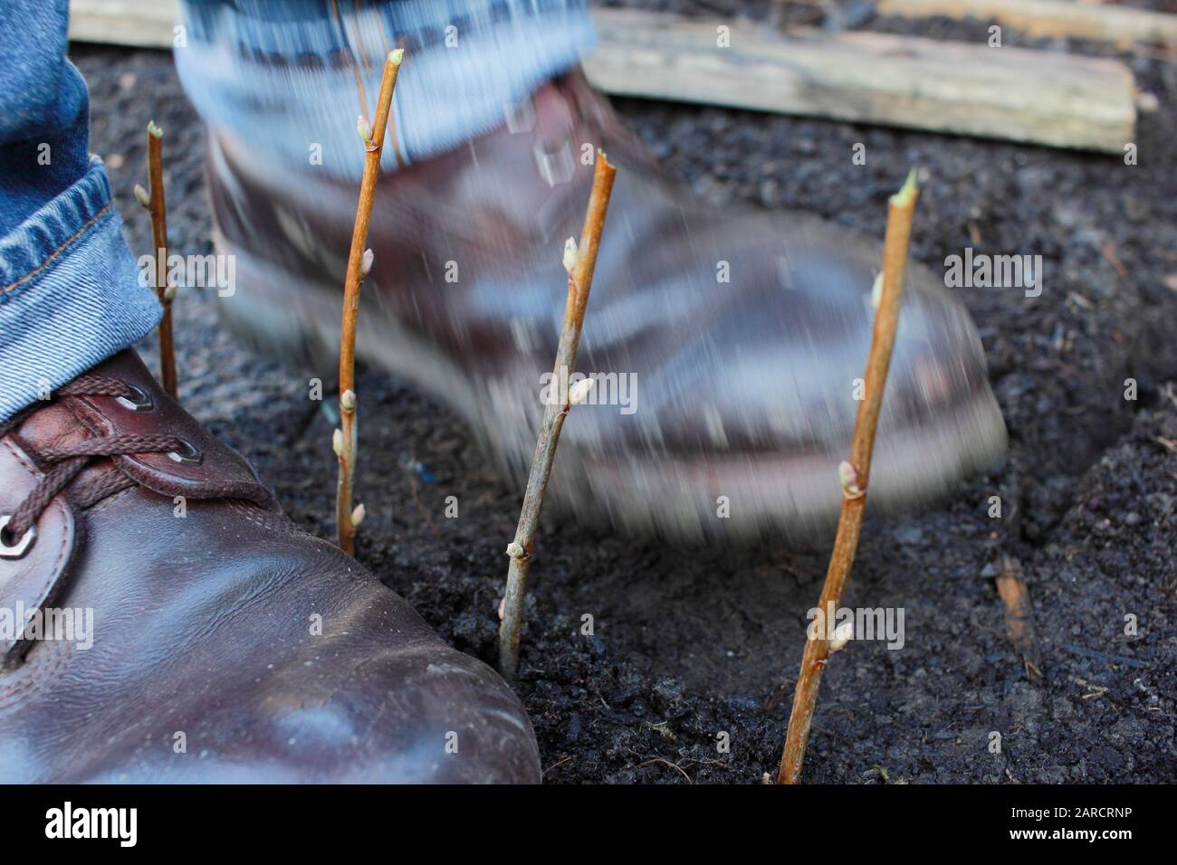 Trench feet hi-res stock photography and images - Alamy