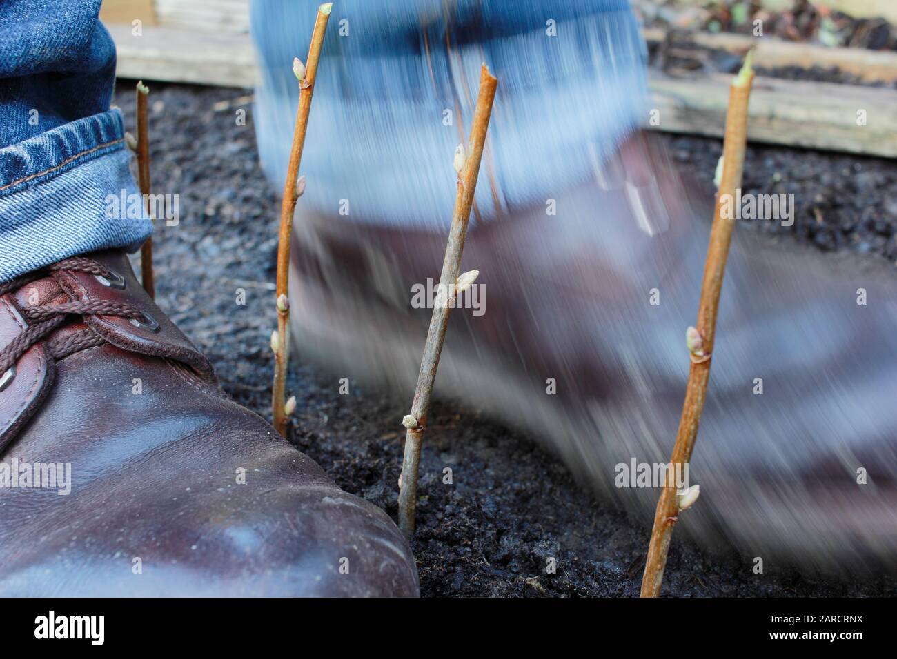 Trench feet hi-res stock photography and images - Alamy