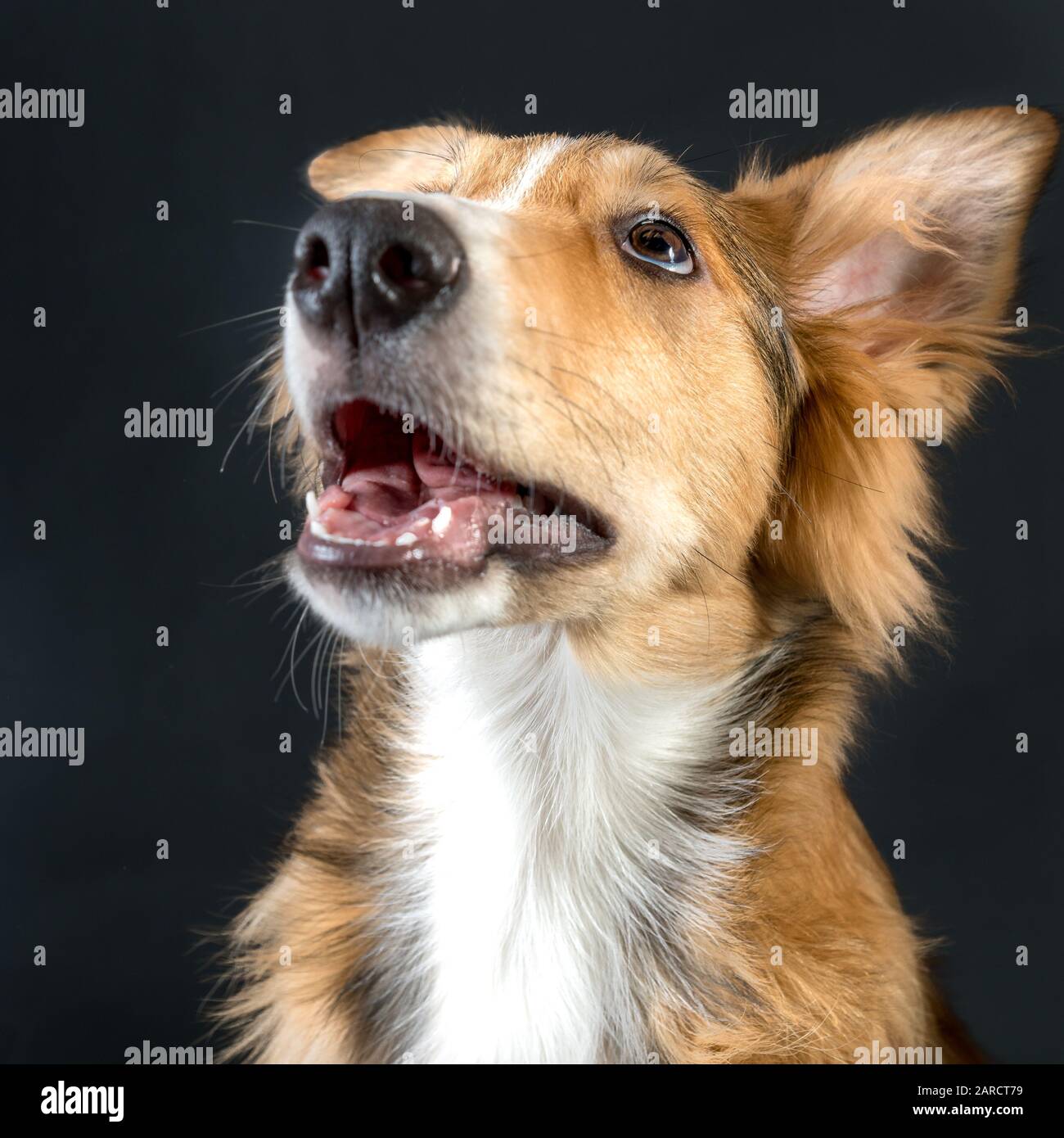 Hund beige hi-res stock photography and images - Alamy