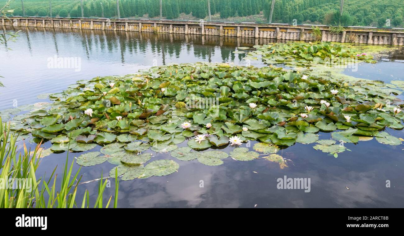 Floating lilies hi-res stock photography and images - Alamy