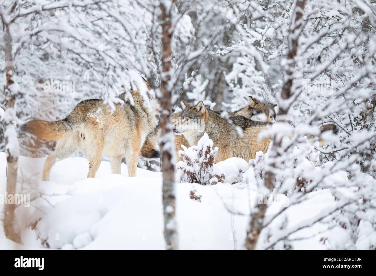 Pack of wolves standing hi-res stock photography and images - Alamy