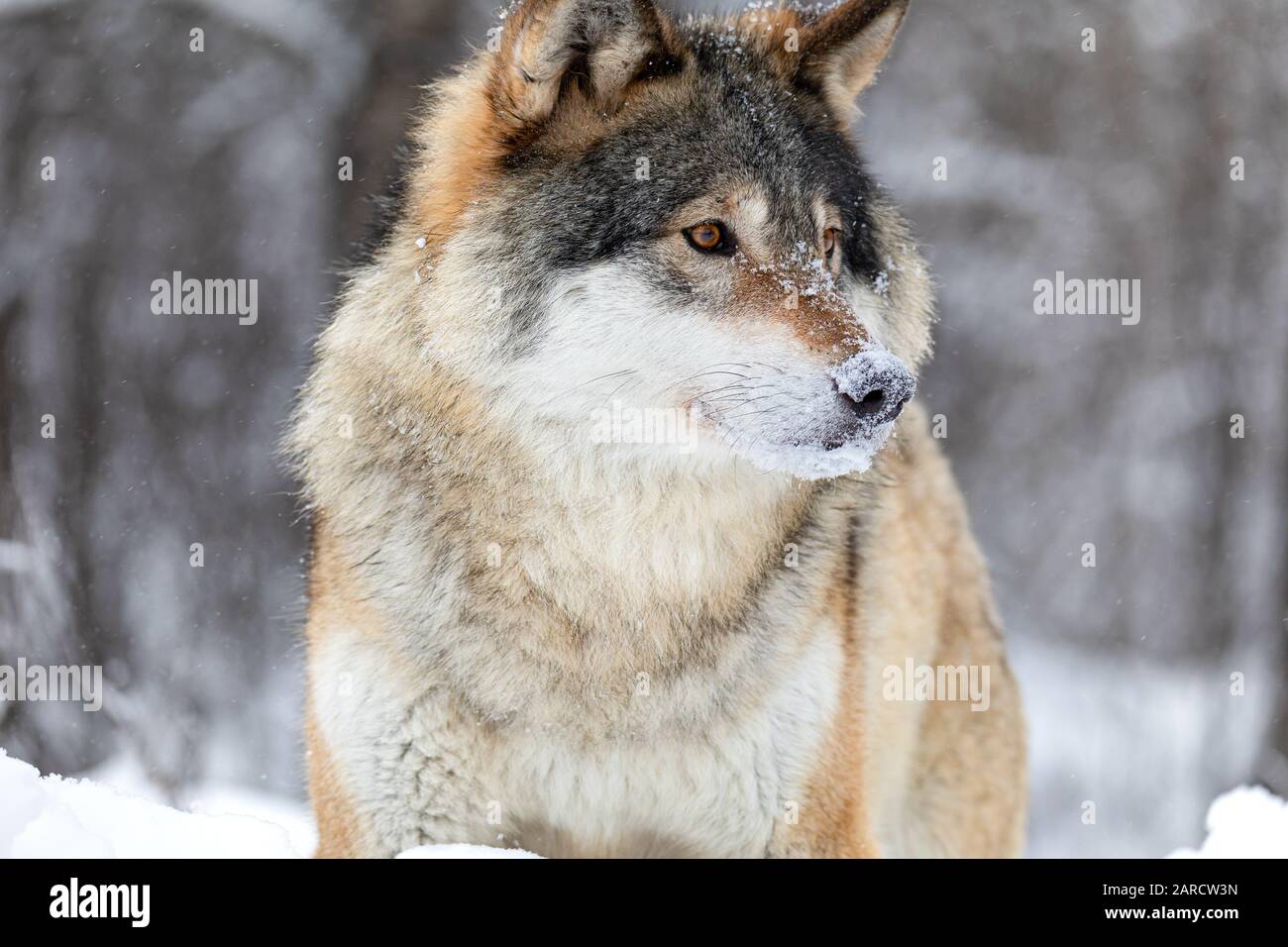 Close-up portrait of a magnificent and focused wolf in the cold winter ...