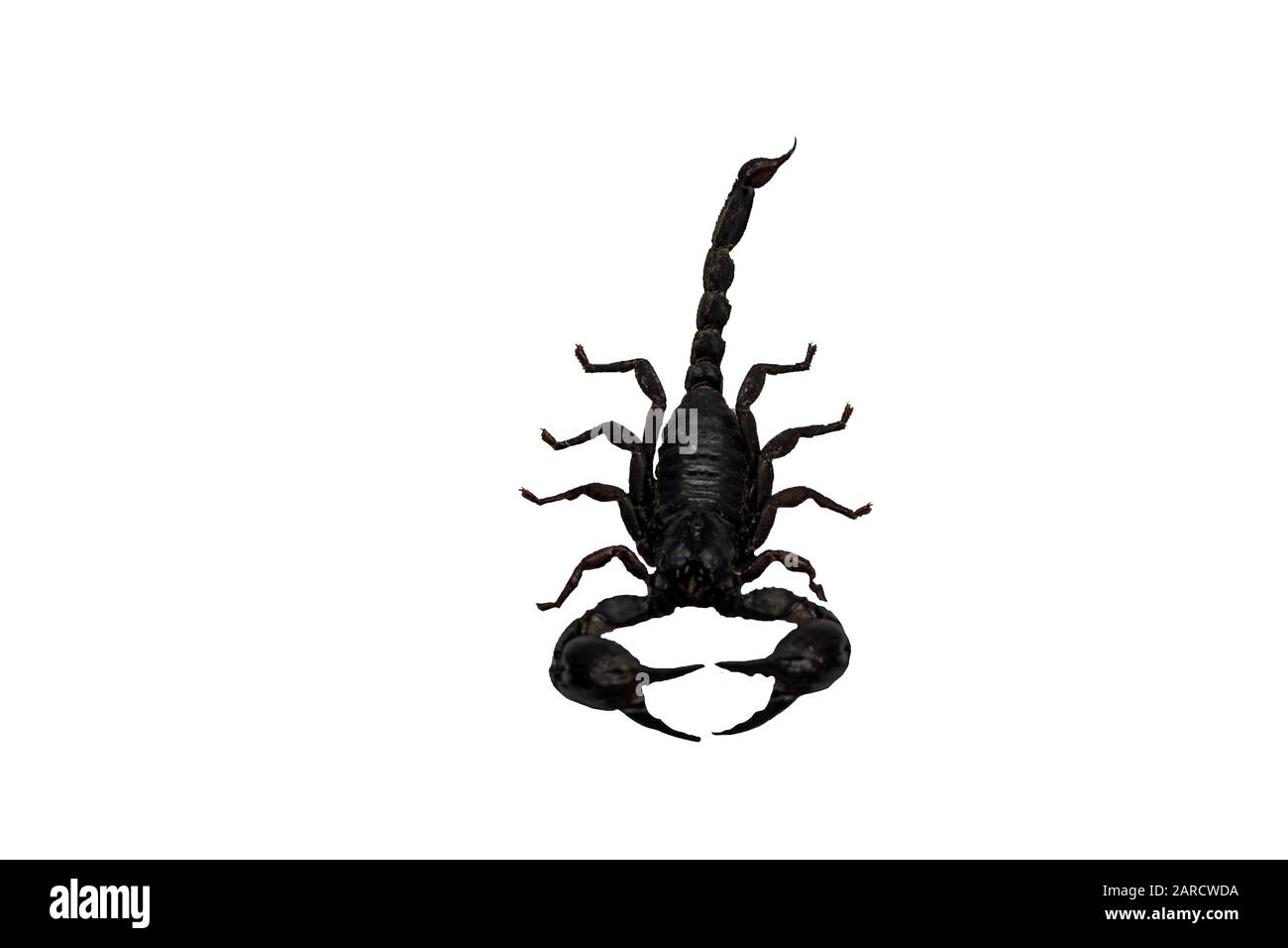 Scorpion isolate on white background Stock Photo - Alamy