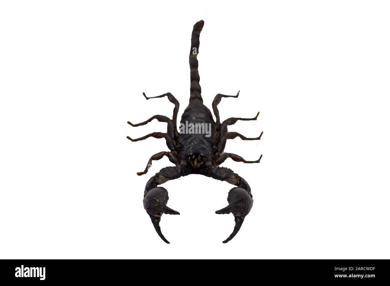 Scorpion isolate on white background Stock Photo - Alamy