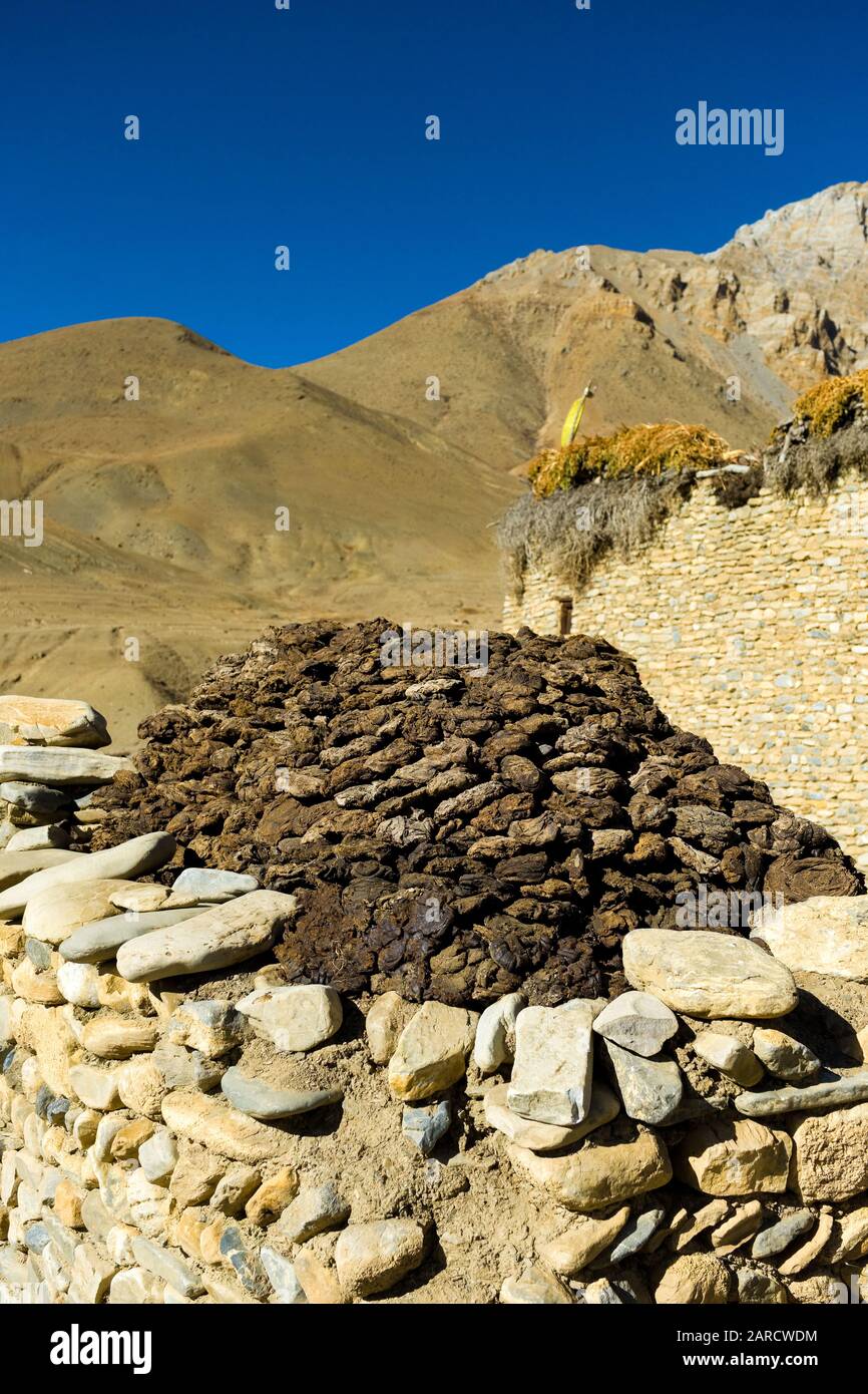 Yak dung, used for fuel, at the ethnically Tibetan village of Dho Tarap ...