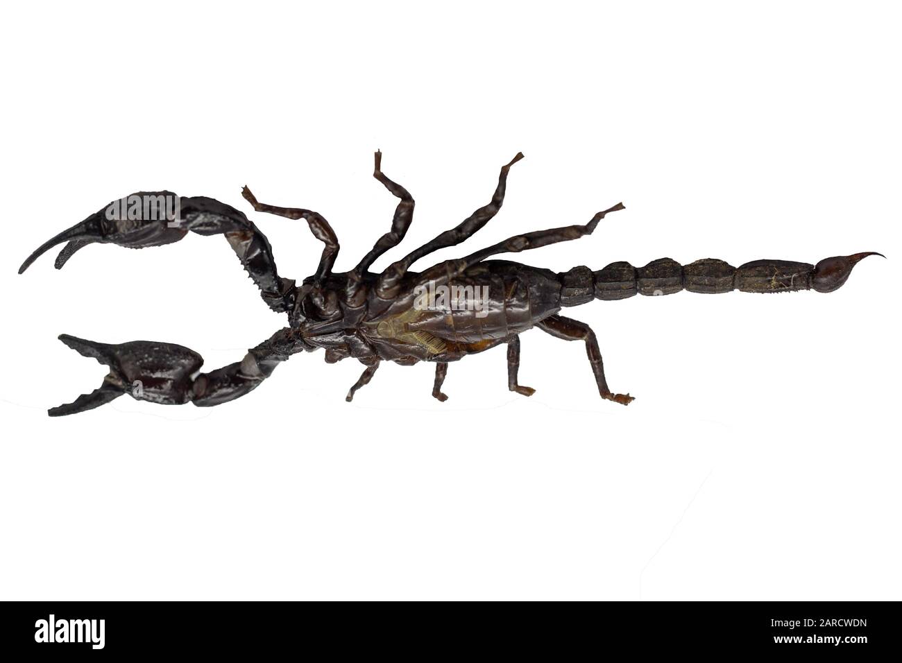 Scorpion isolate on white background Stock Photo - Alamy