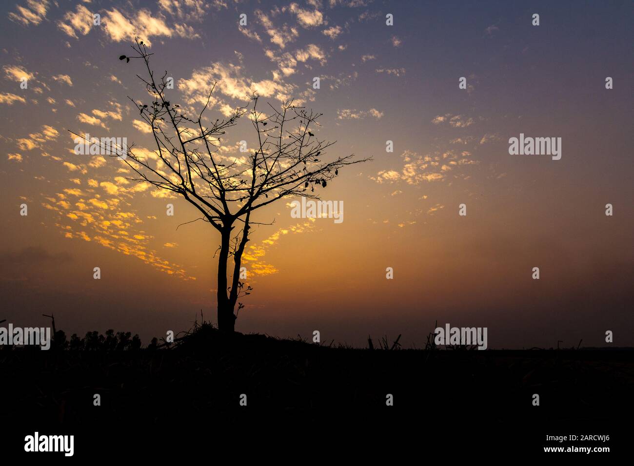 picture of a tree almost completely falling from the tree And with the ...