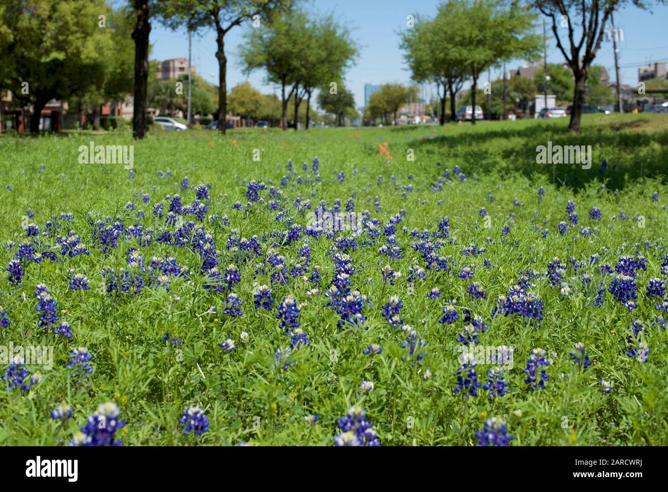 Blubonnets High Resolution Stock Photography and Images - Alamy