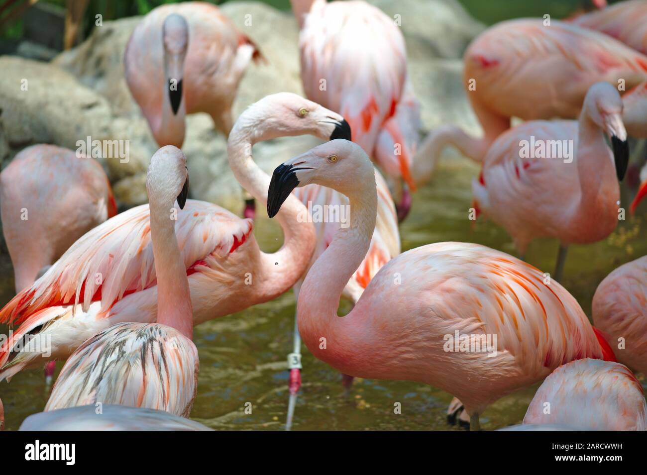 Houston zoo hi-res stock photography and images - Alamy