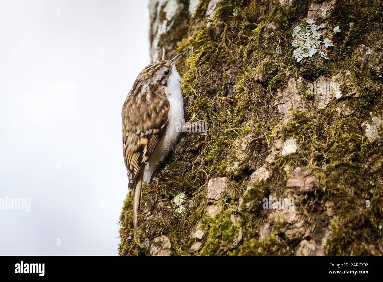 Eurasian treecreeper (Certhia familiaris Stock Photo - Alamy