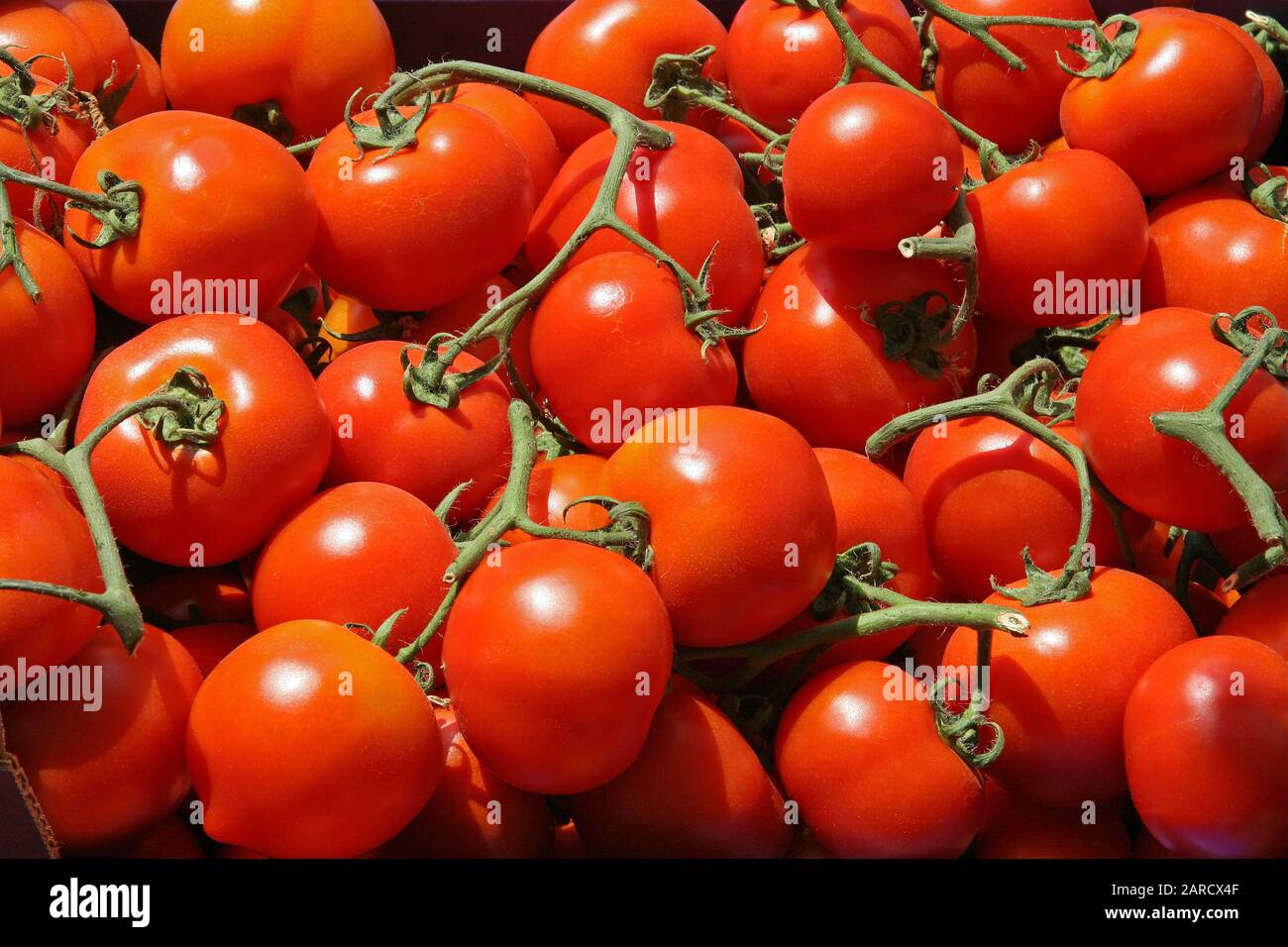 Tomato crop hi-res stock photography and images - Alamy