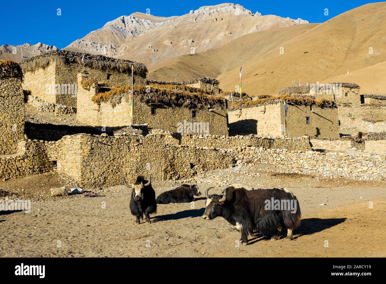 Yaks outside The ethnically Tibetan village of Dho Tarap, visited on ...
