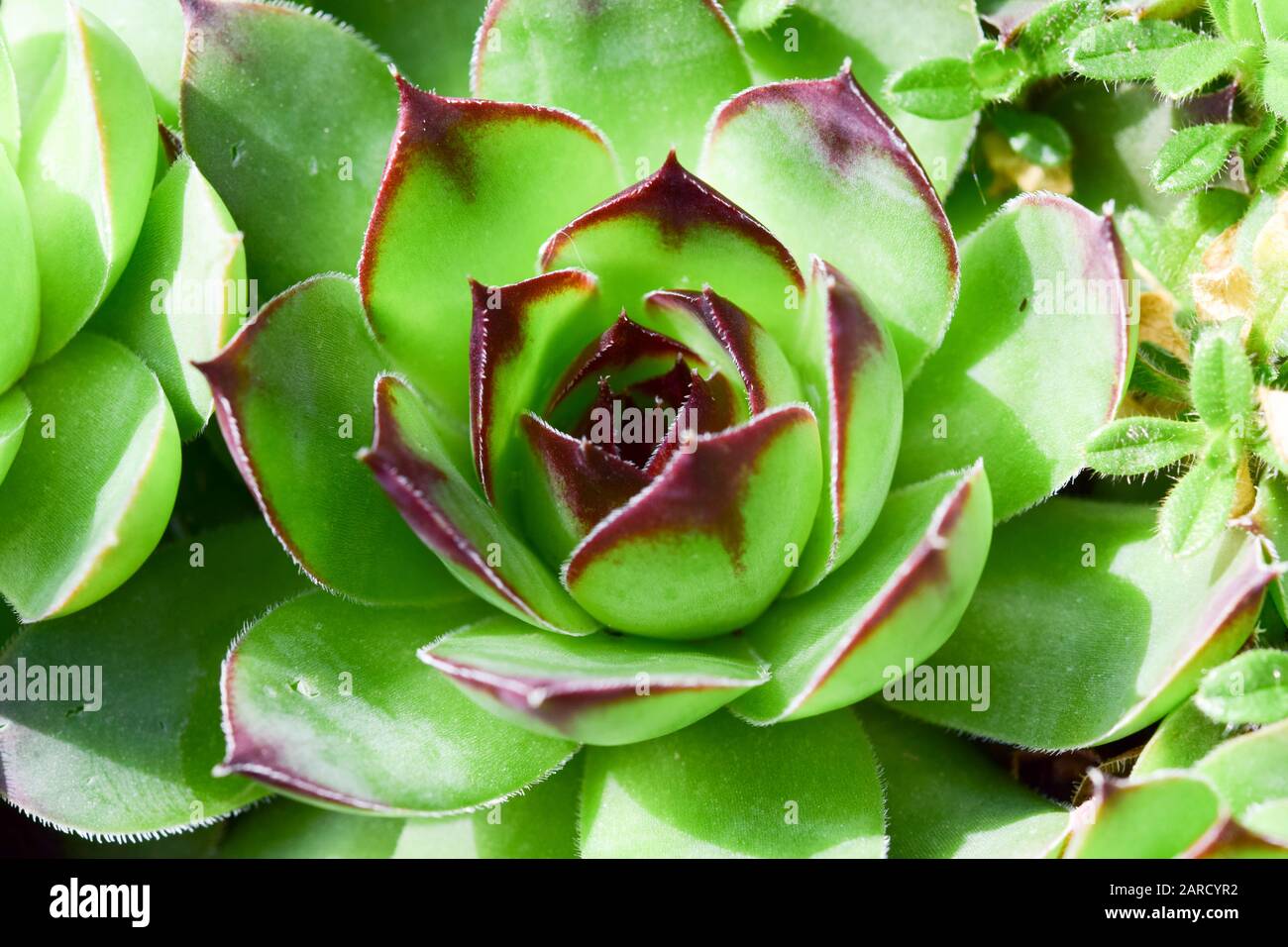 Makro of a plant hi-res stock photography and images - Alamy