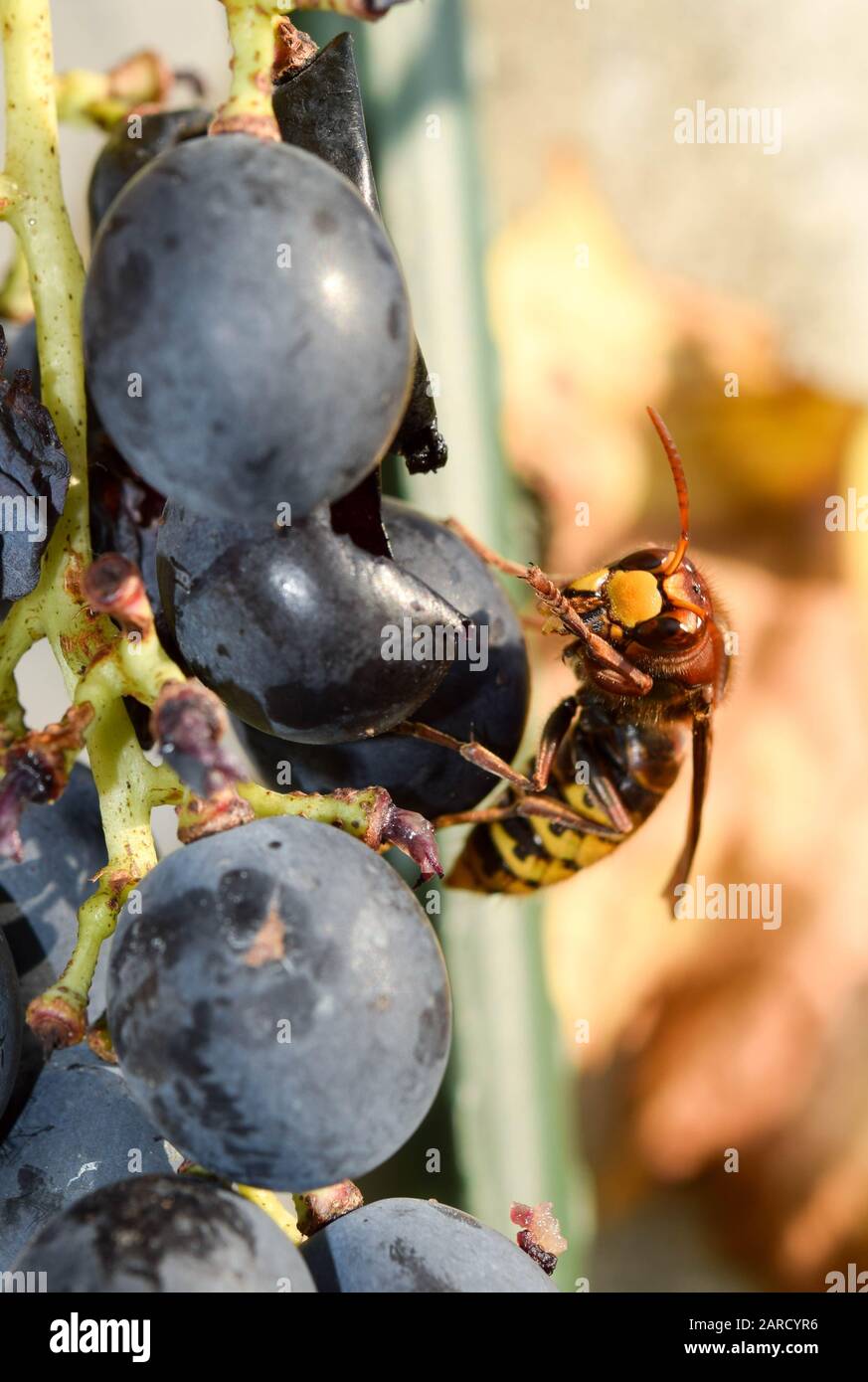 Hornet eating hi-res stock photography and images - Alamy