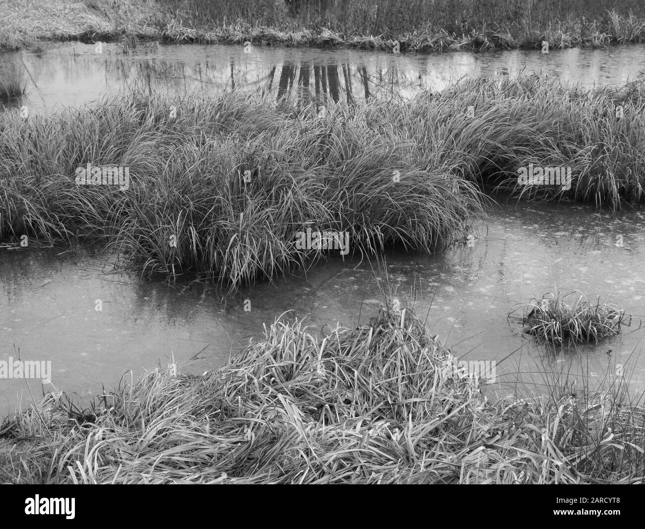 marsh landscape, area for many animals and plants Stock Photo - Alamy