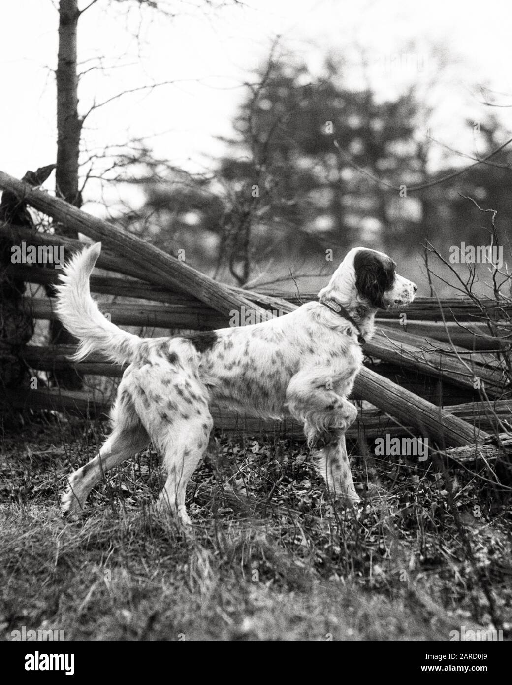 English Setter Pointing