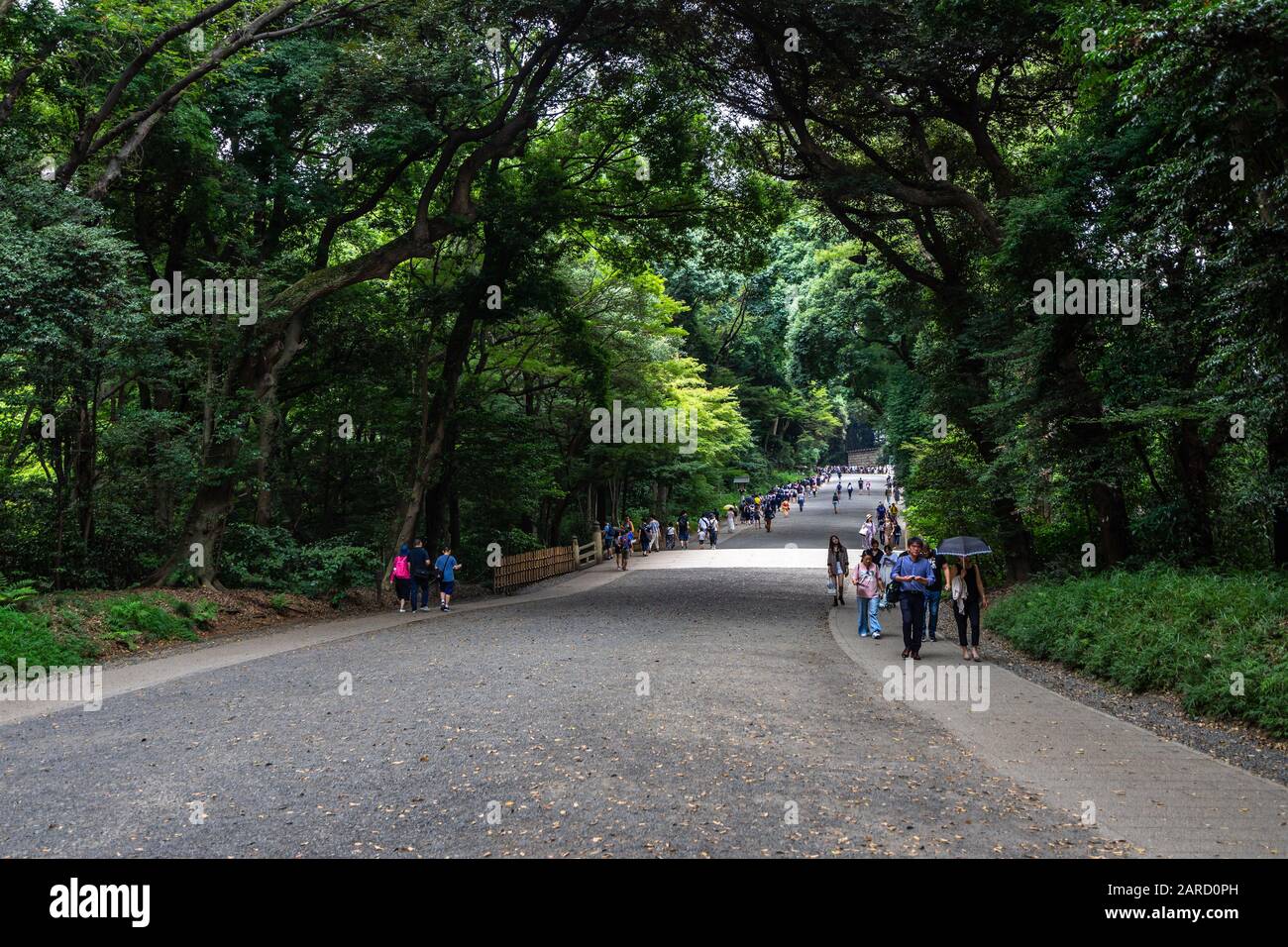 Pathway in the park leading to Meiji Jingu shrine. Tokyo, Shibuya ...