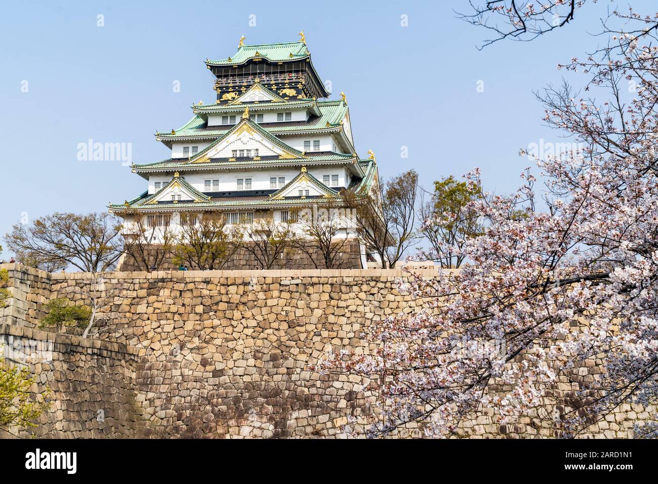 The keep of Osaka Castle with cherry blossoms during the springtime. A ...