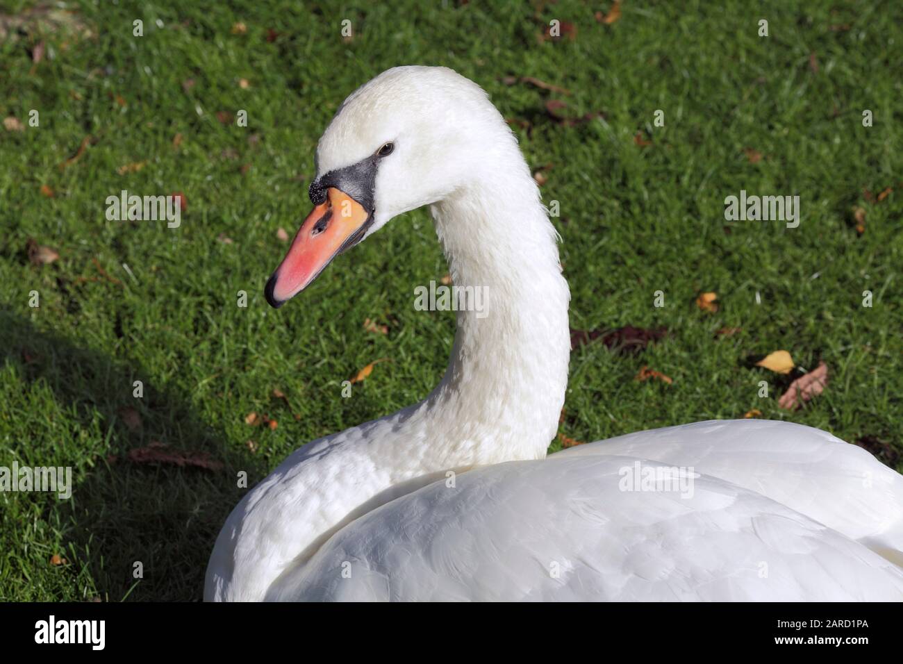 Swan sunbathing hi-res stock photography and images - Alamy