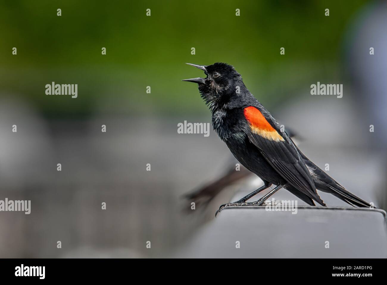 Blackbird with ruffled feathers hi-res stock photography and images - Alamy