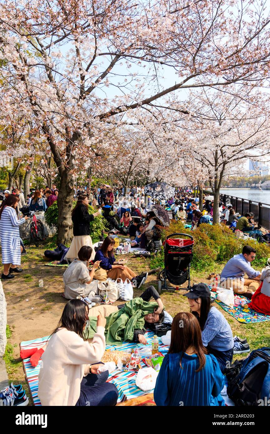 Japan, springtime cherry blossoms at Osaka Castle Park. Crowded scene ...