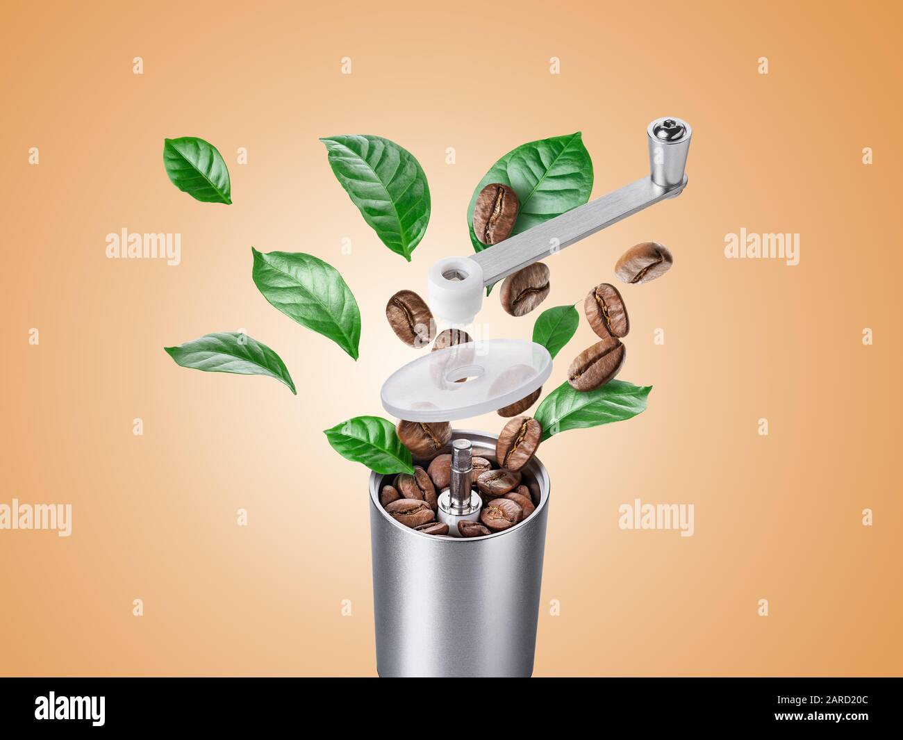 Exploded view of coffee grinder with roasted beans and leaves Stock ...