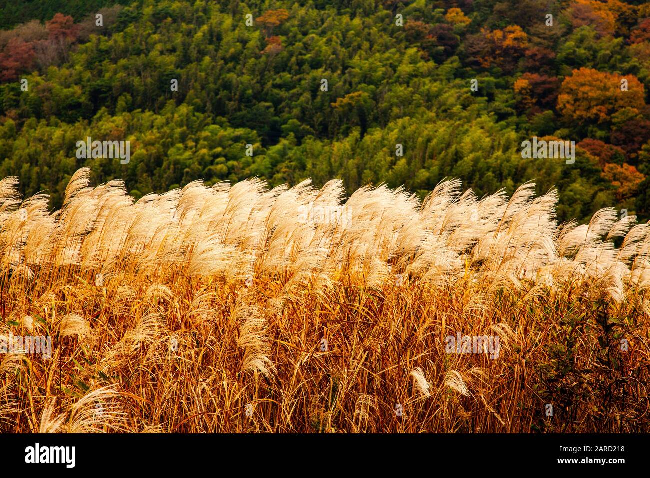 Reed groves hi-res stock photography and images - Alamy