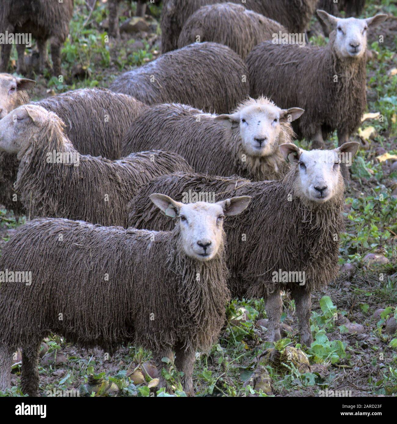 Very dirty and muddy sheep Stock Photo - Alamy