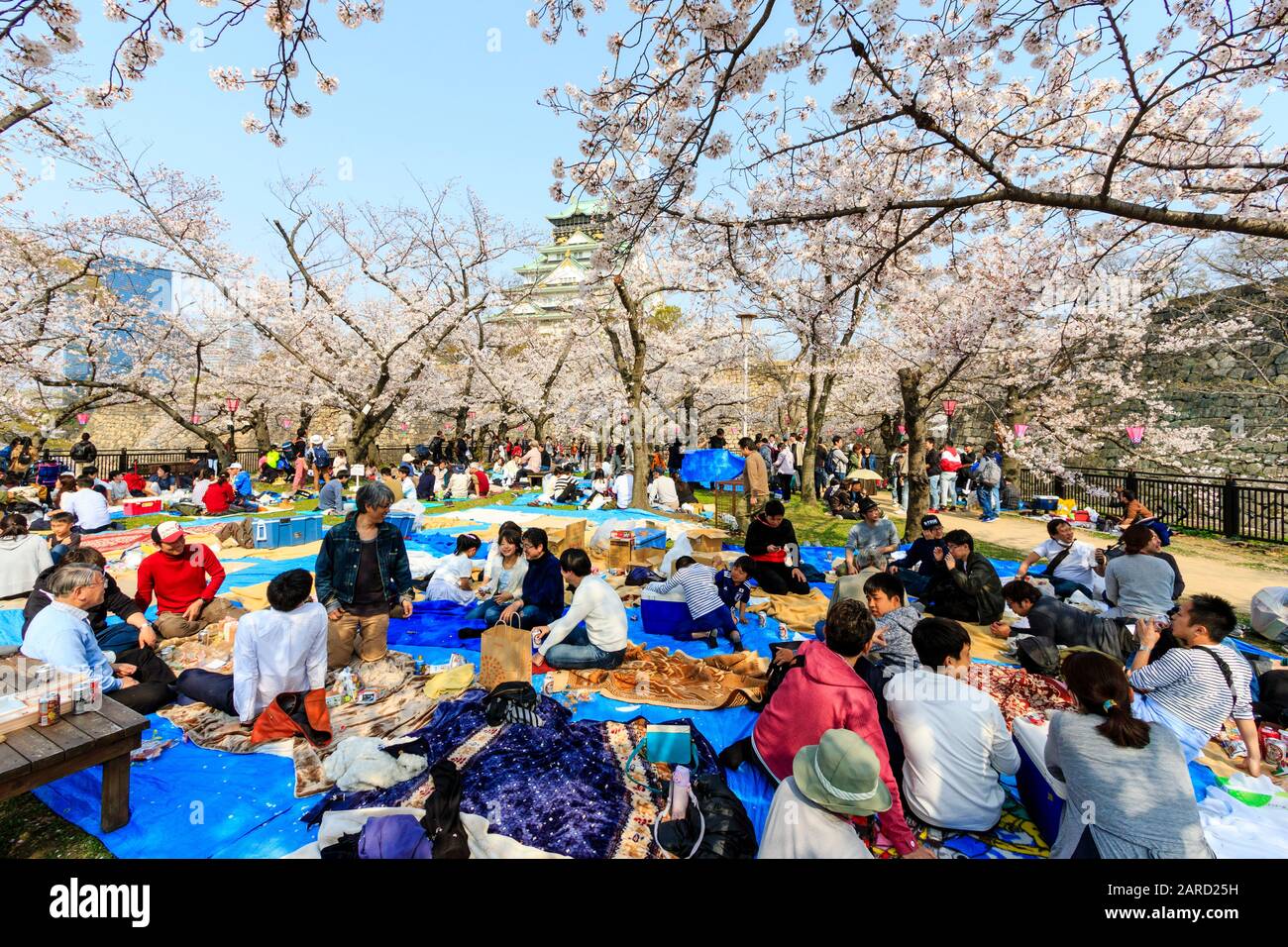 Japan, springtime cherry blossoms at the Nishinomaru Garden, Osaka ...
