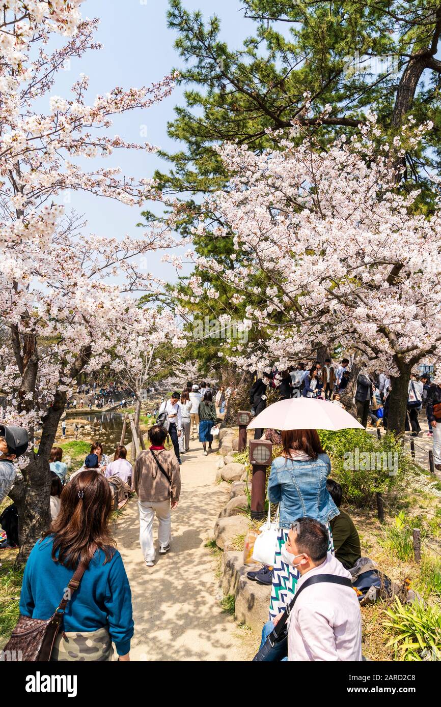 Japan, springtime cherry blossom at the popular river beauty spot ...