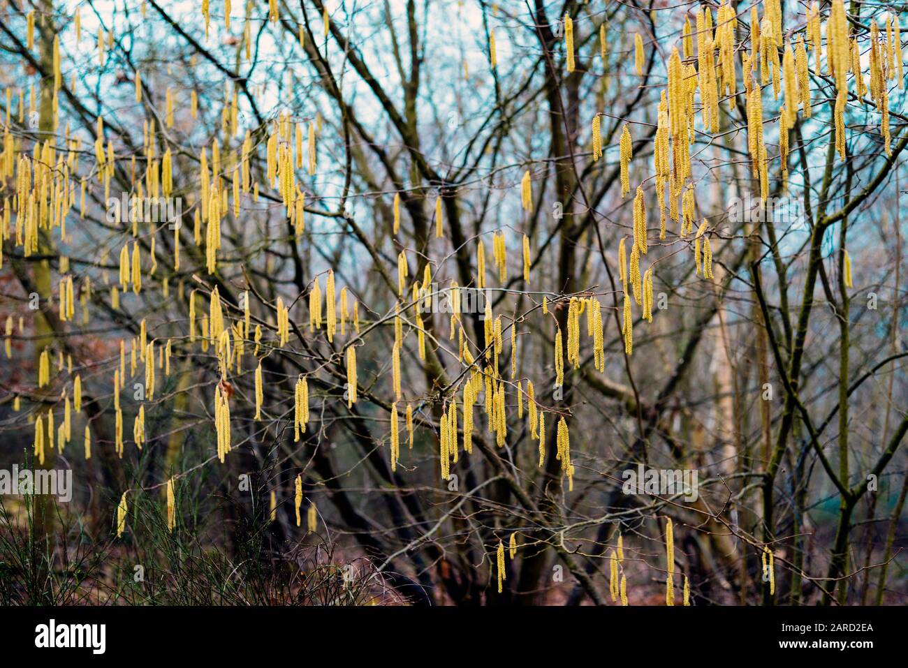 Hazel tree hi-res stock photography and images - Alamy