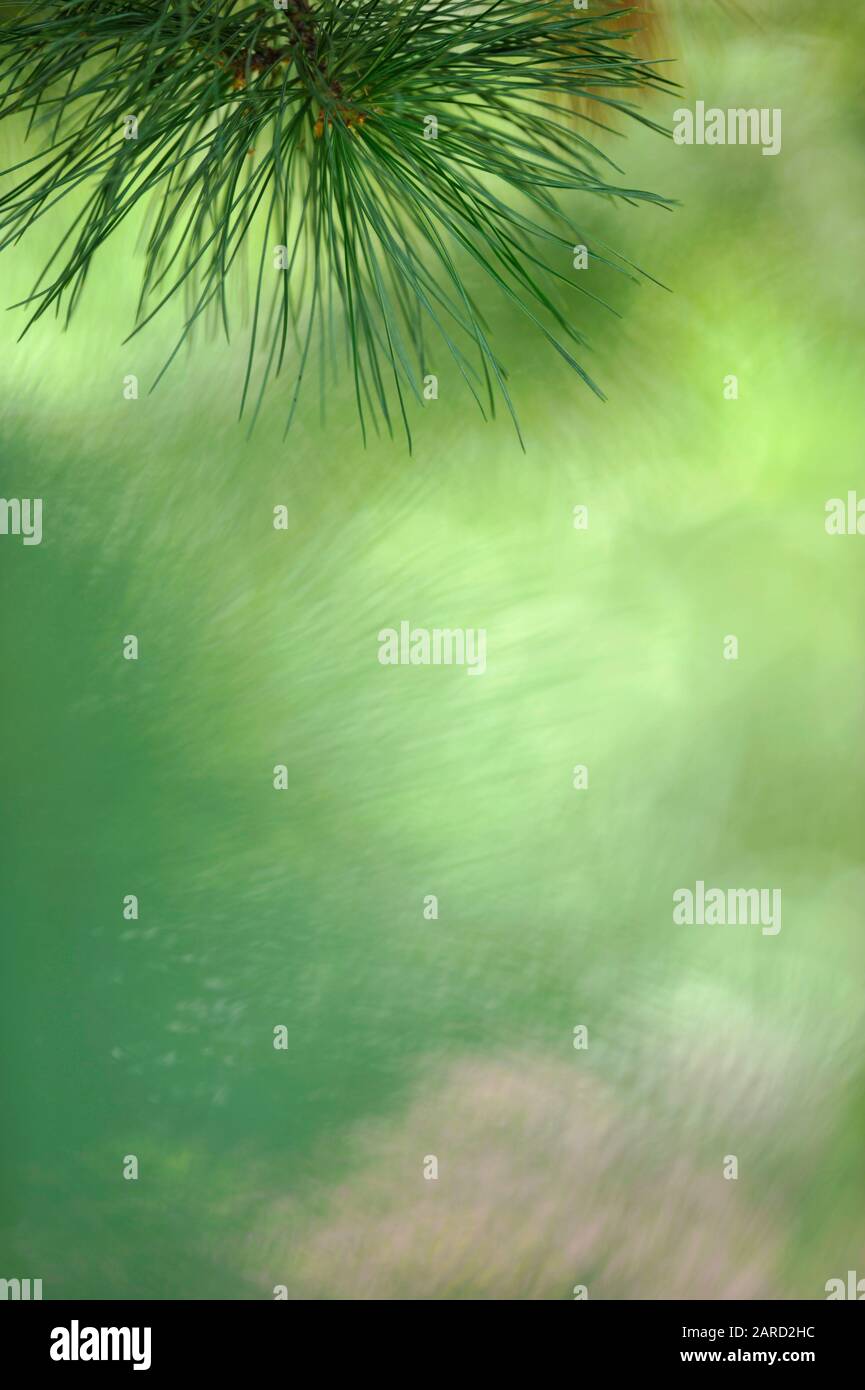 Beautiful pine tree needles close hi-res stock photography and images ...