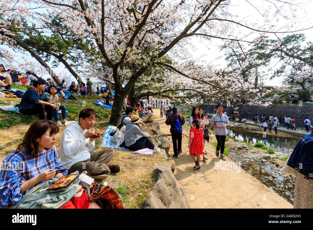Japan, springtime cherry blossom at the popular river beauty spot ...