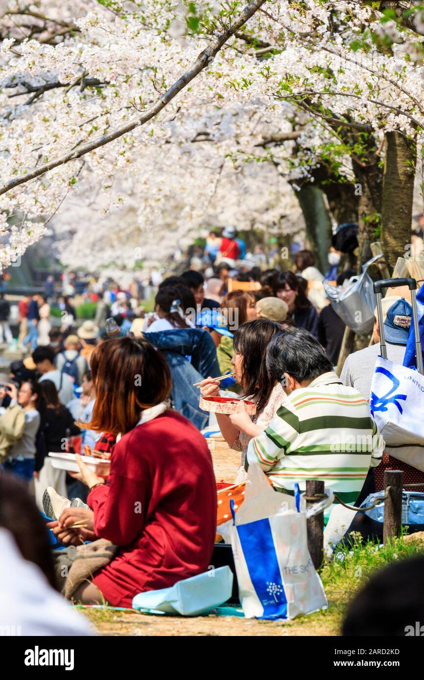 Japan, springtime cherry blossom at the popular river beauty spot ...