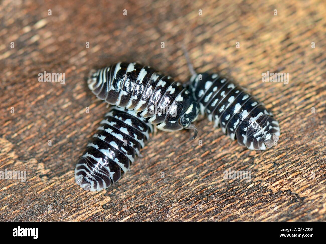 Zebra Isopod, Armadillidium maculatum, gömbászka Stock Photo - Alamy