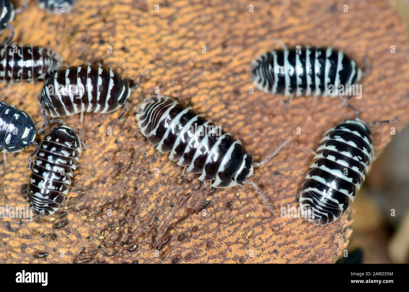 Zebra Isopod, Armadillidium maculatum, gömbászka Stock Photo - Alamy