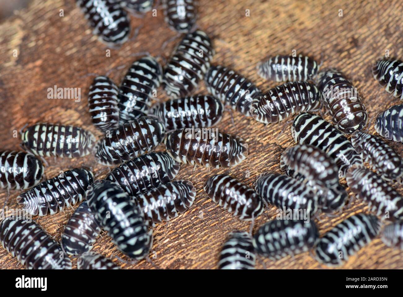 Zebra isopod hi-res stock photography and images - Alamy