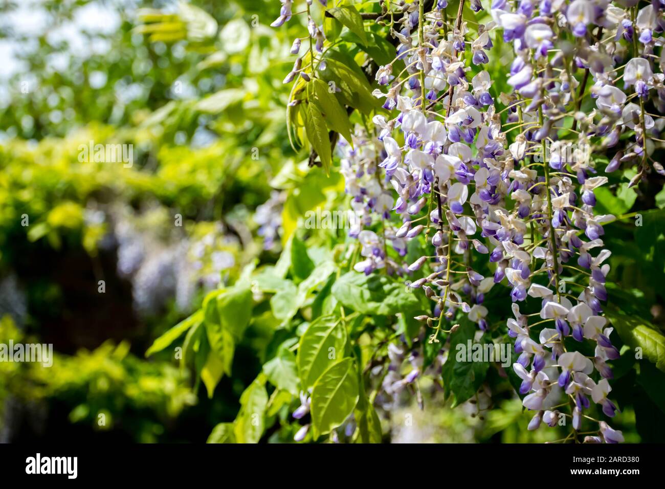 Violet Wisteria flowers in bloom Stock Photo - Alamy