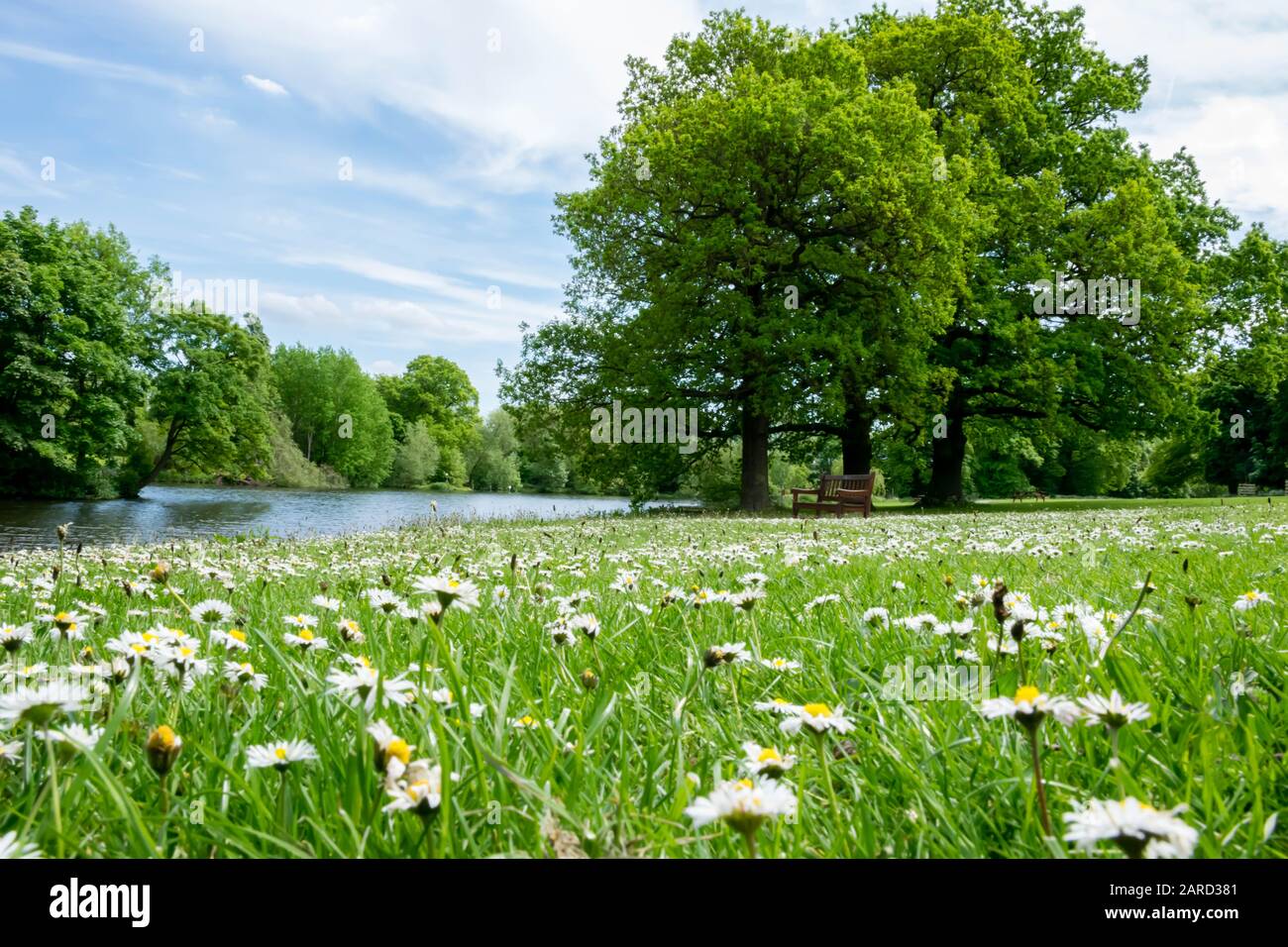 Sunny daisy field near river Stock Photo - Alamy